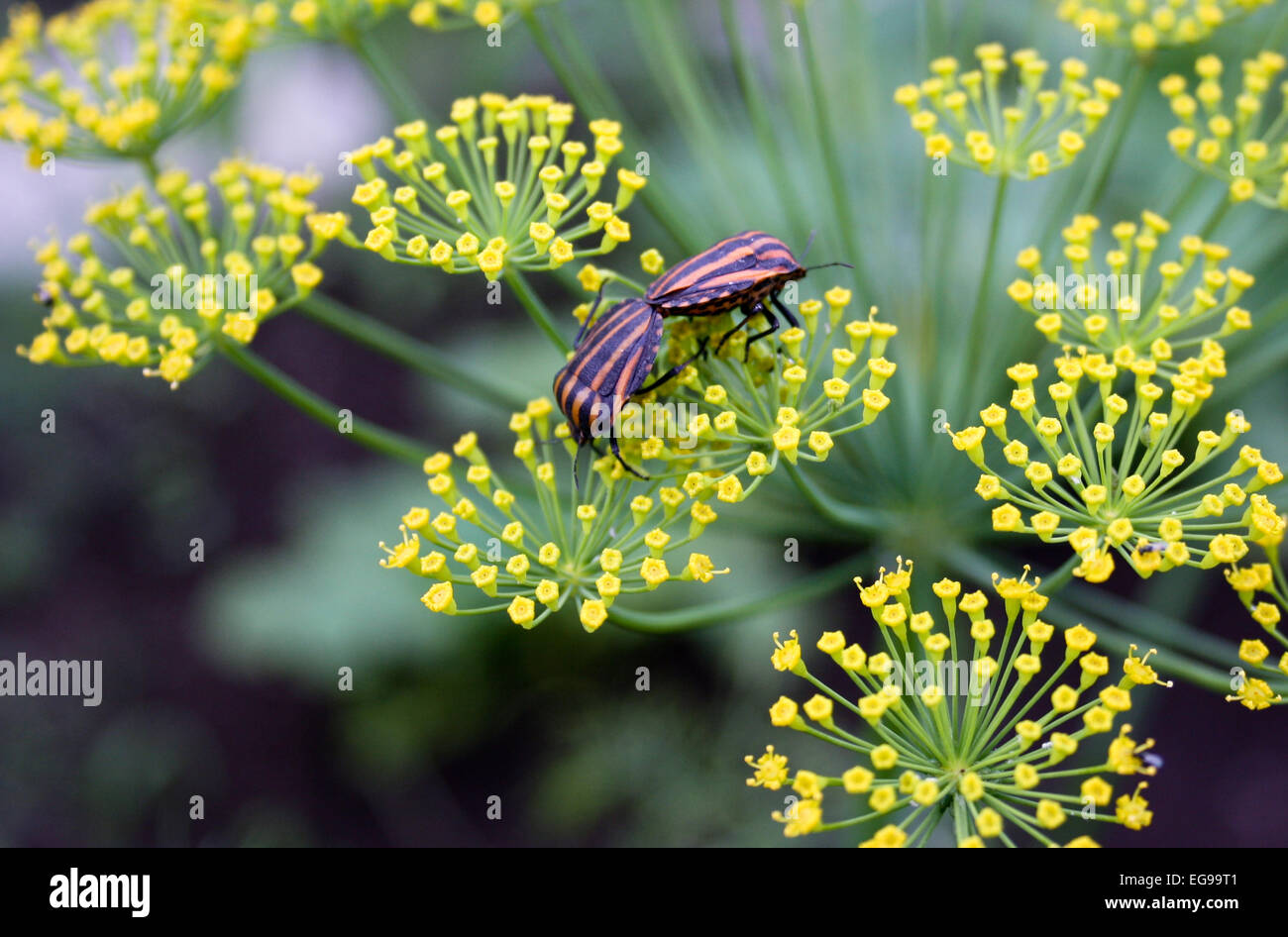 Insecte ailé Banque de photographies et d’images à haute résolution - Alamy