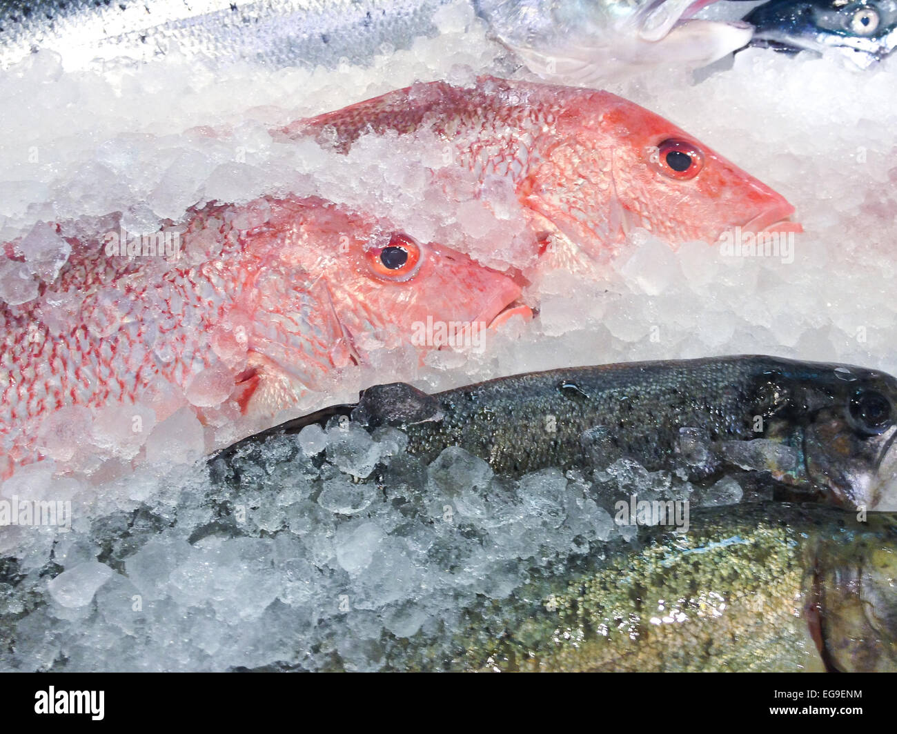 Poissons poissons Banque de photographies et d’images à haute ...