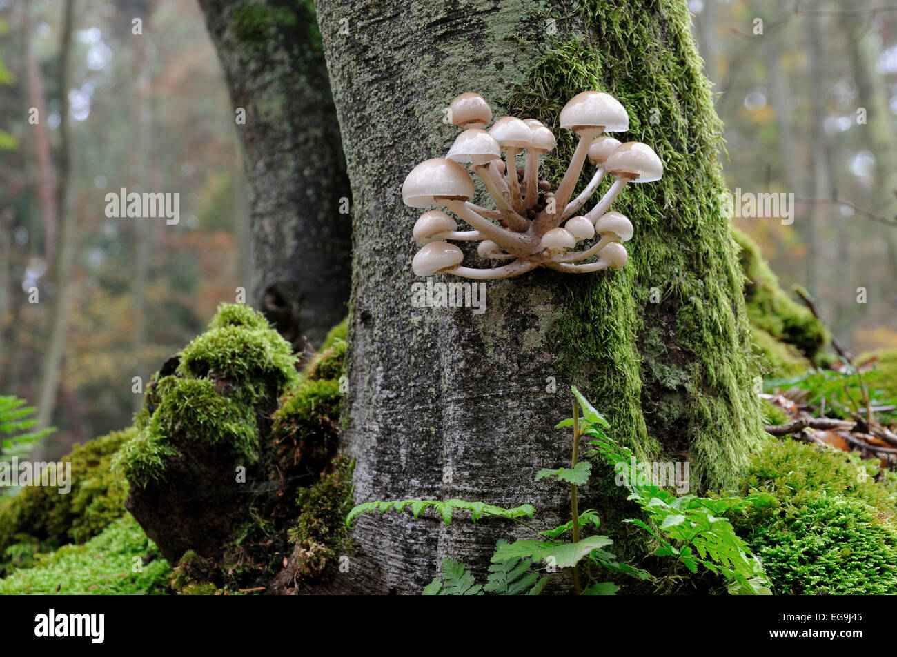 Mycose pied Banque de photographies et d’images à haute résolution - Alamy
