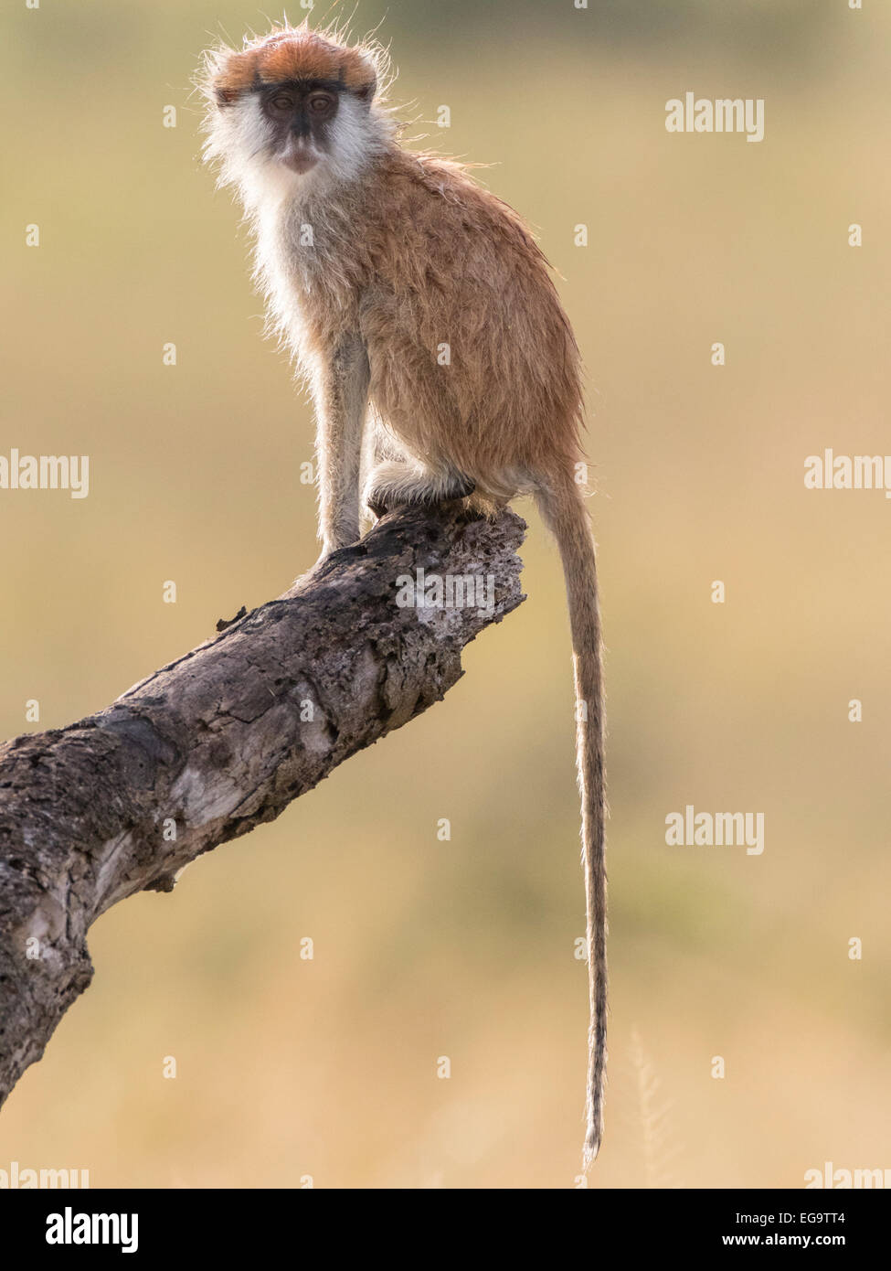 Singe patas Banque de photographies et d’images à haute résolution - Alamy
