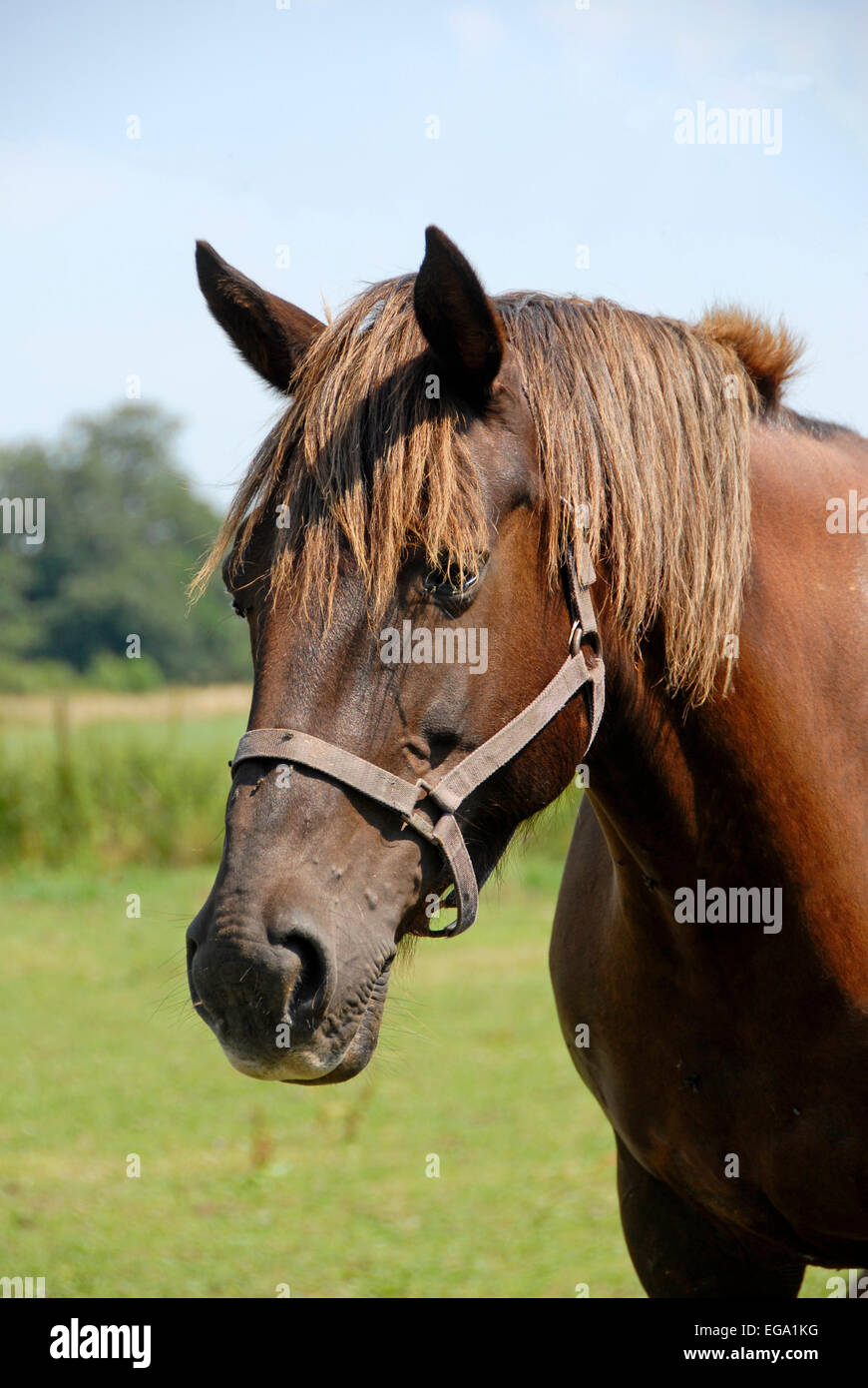 Grand cheval brun Banque de photographies et d’images à haute ...