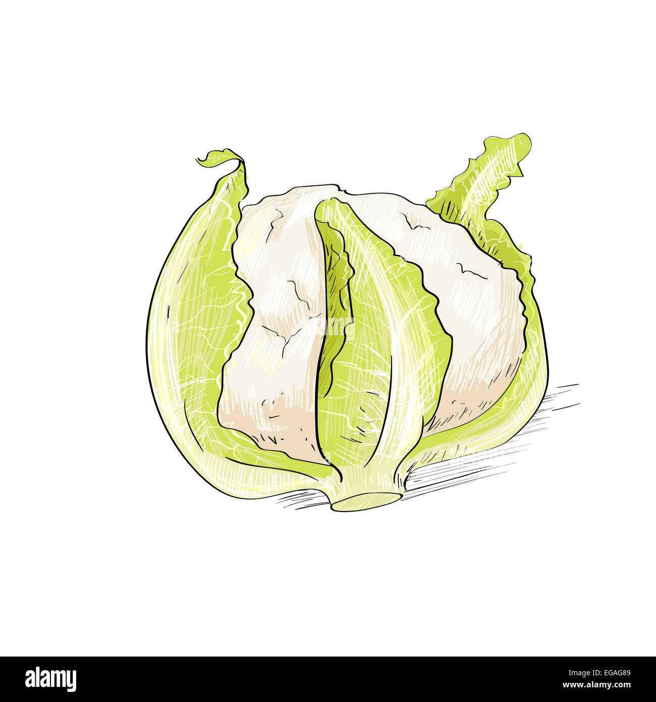 Croquis dessin chou couleur isolé sur fond blanc Photo Stock - Alamy