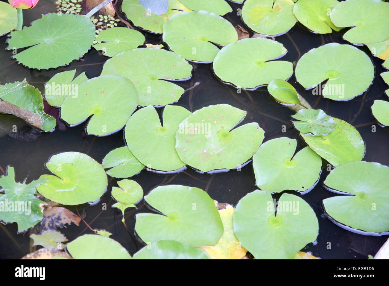 Une feuille de lotus Banque de photographies et d’images à haute ...