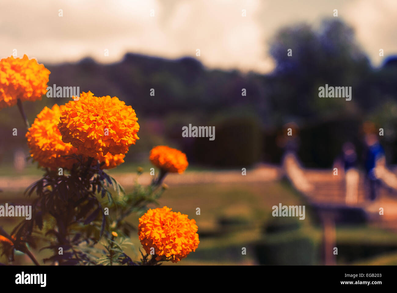 Jaune orange Banque de photographies et d’images à haute résolution - Alamy