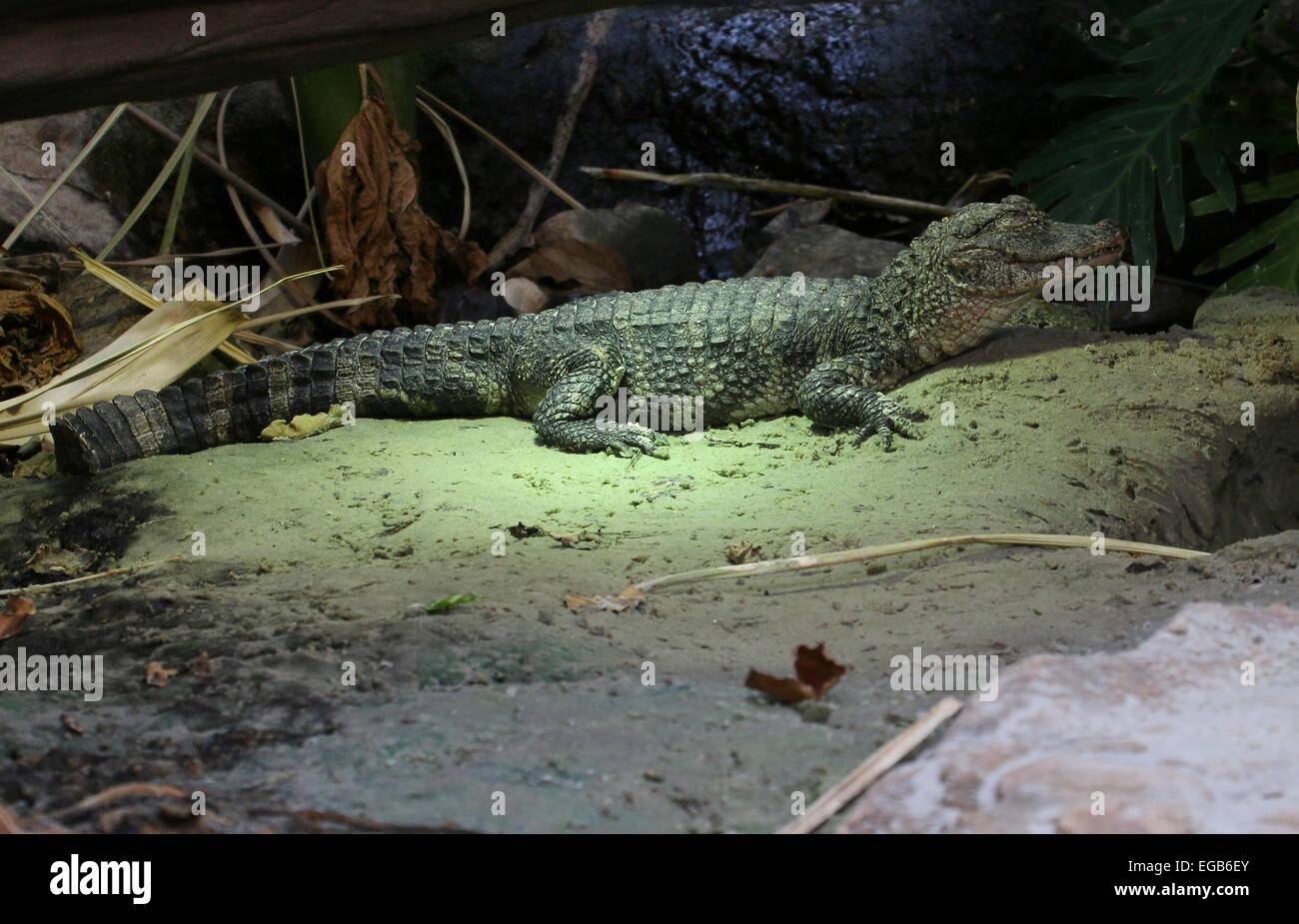 Alligators chinois Banque de photographies et d’images à haute résolution - Alamy