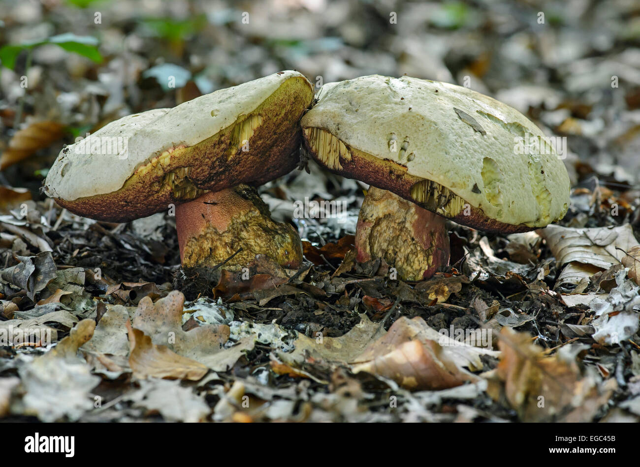 Boletus diable Banque de photographies et d’images à haute résolution ...