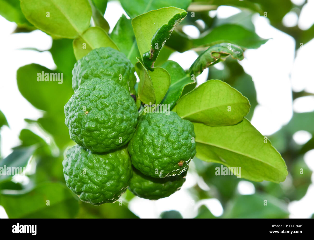 Bergamot fruit Banque de photographies et d’images à haute résolution ...