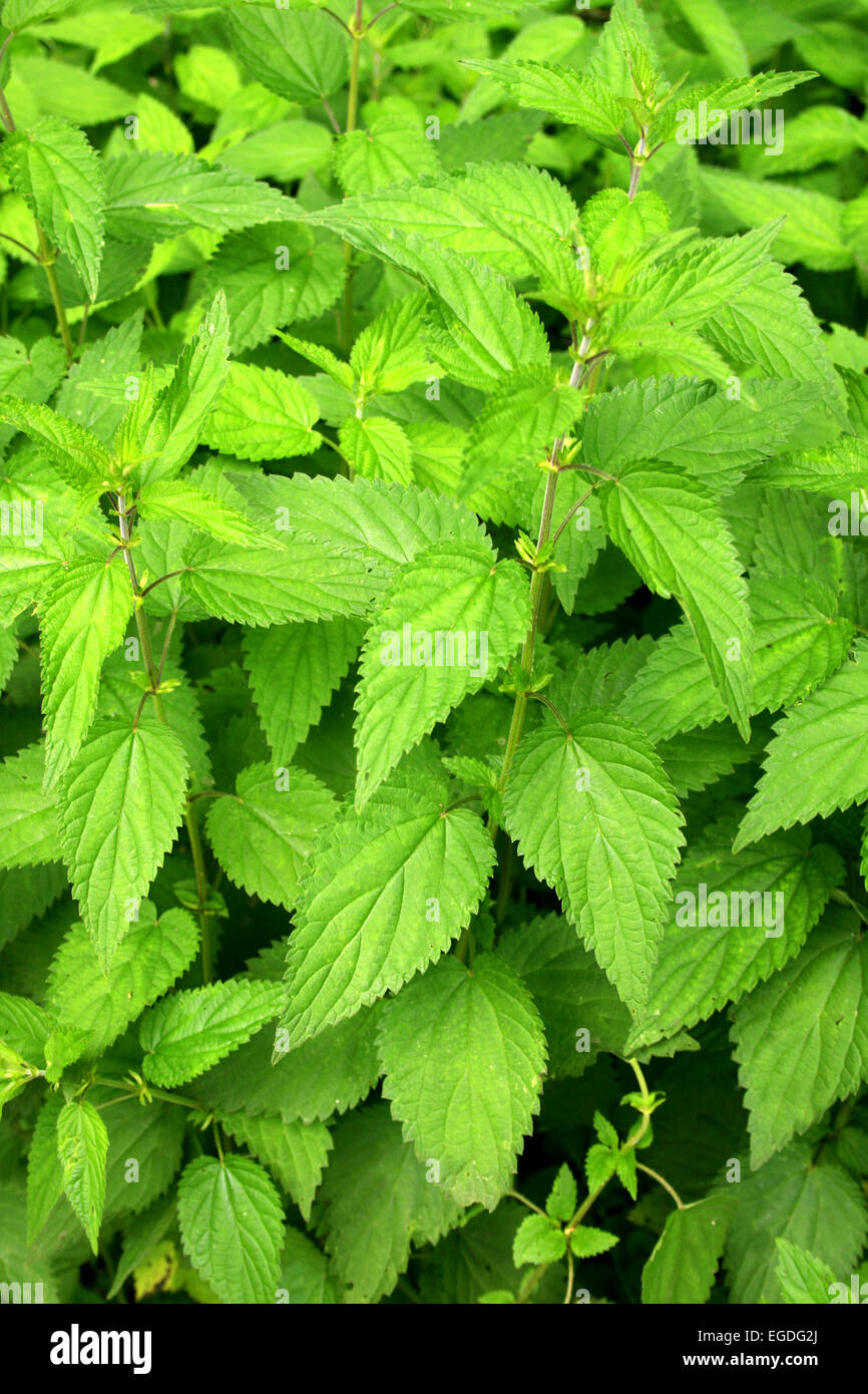 Ortie Ortie Plante Aux Herbes Banque d'image et photos - Alamy