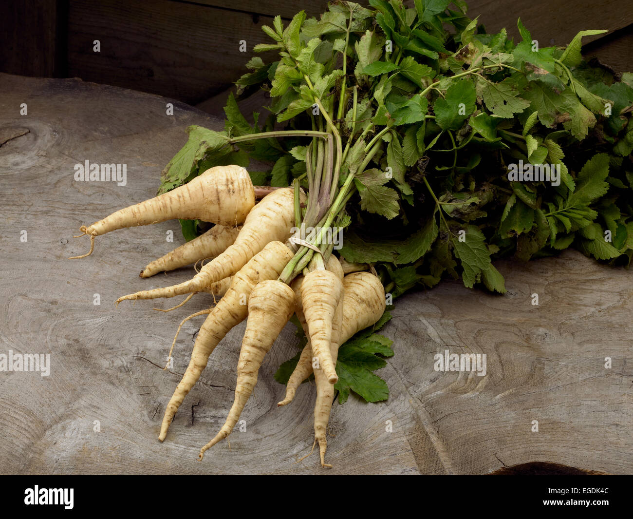 Feuilles de panais Banque de photographies et d’images à haute ...