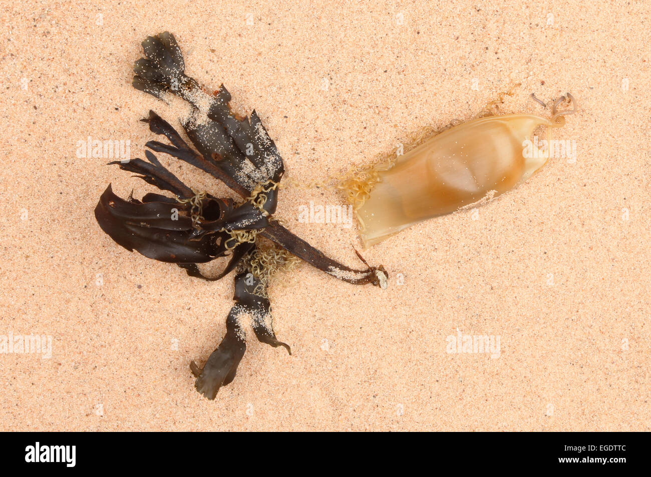 Cas d'oeufs de requin Banque de photographies et d’images à haute ...