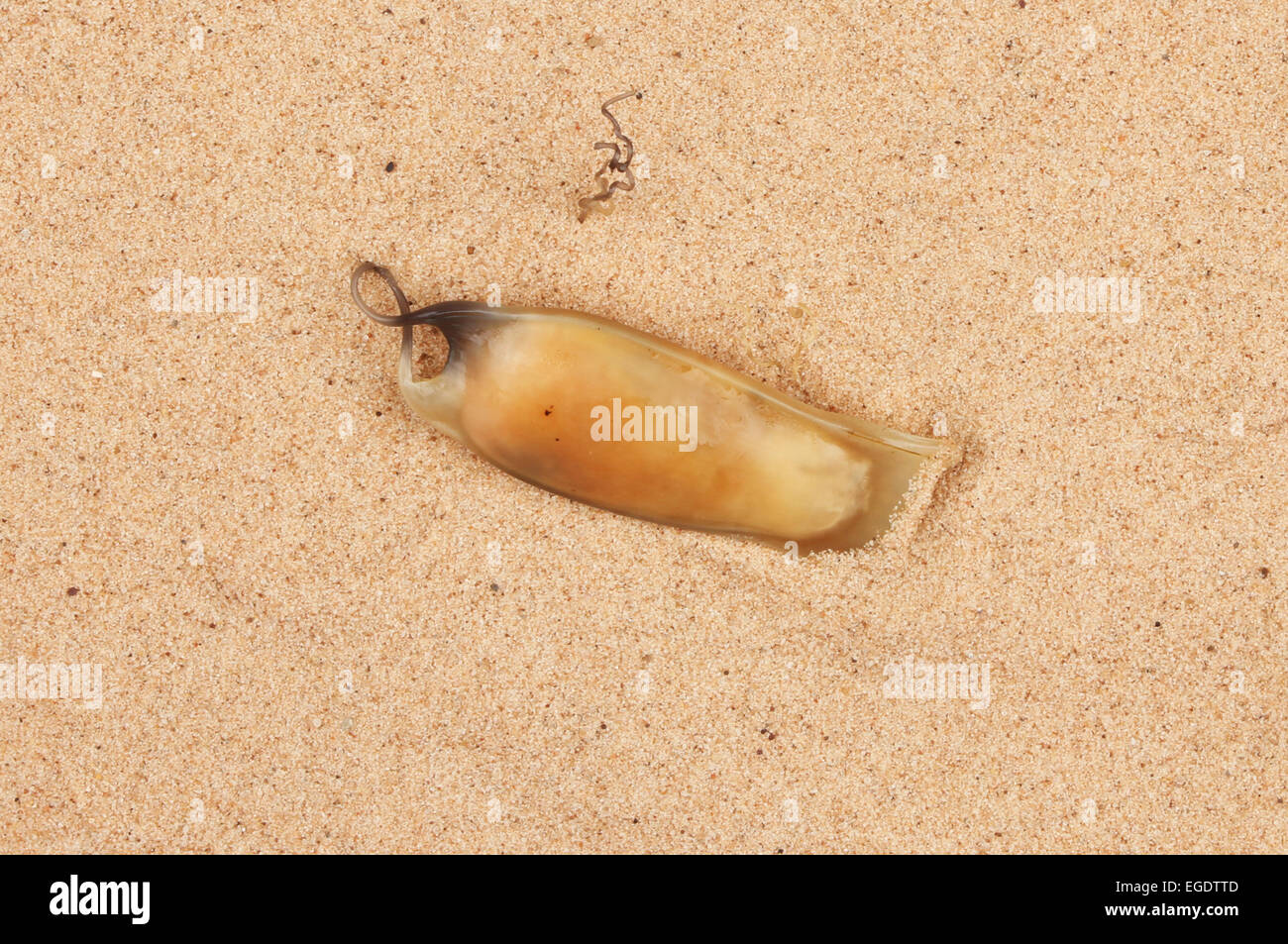 Requin oeuf Banque de photographies et d’images à haute résolution - Alamy
