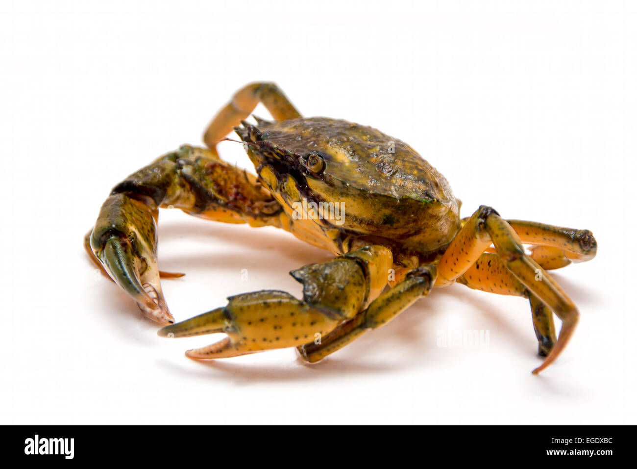 Abris de crabe Banque d'images détourées - Alamy