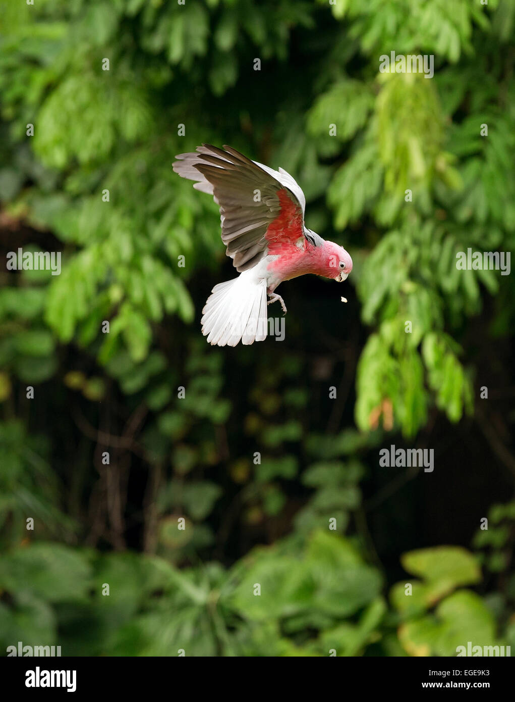 Perroquet en vol Banque de photographies et d’images à haute résolution ...