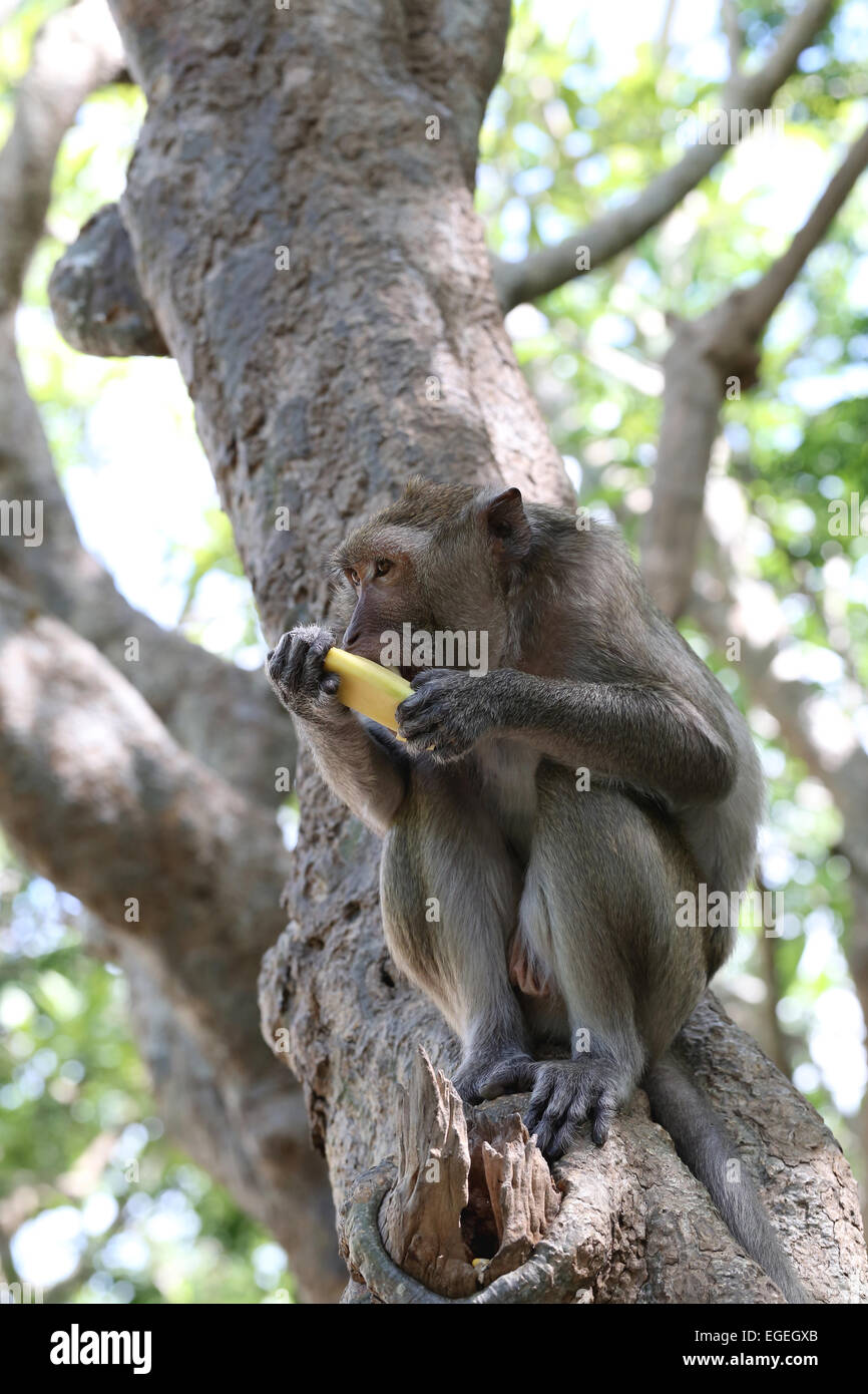 Singe nature mangeant des fruits Banque de photographies et d’images à ...