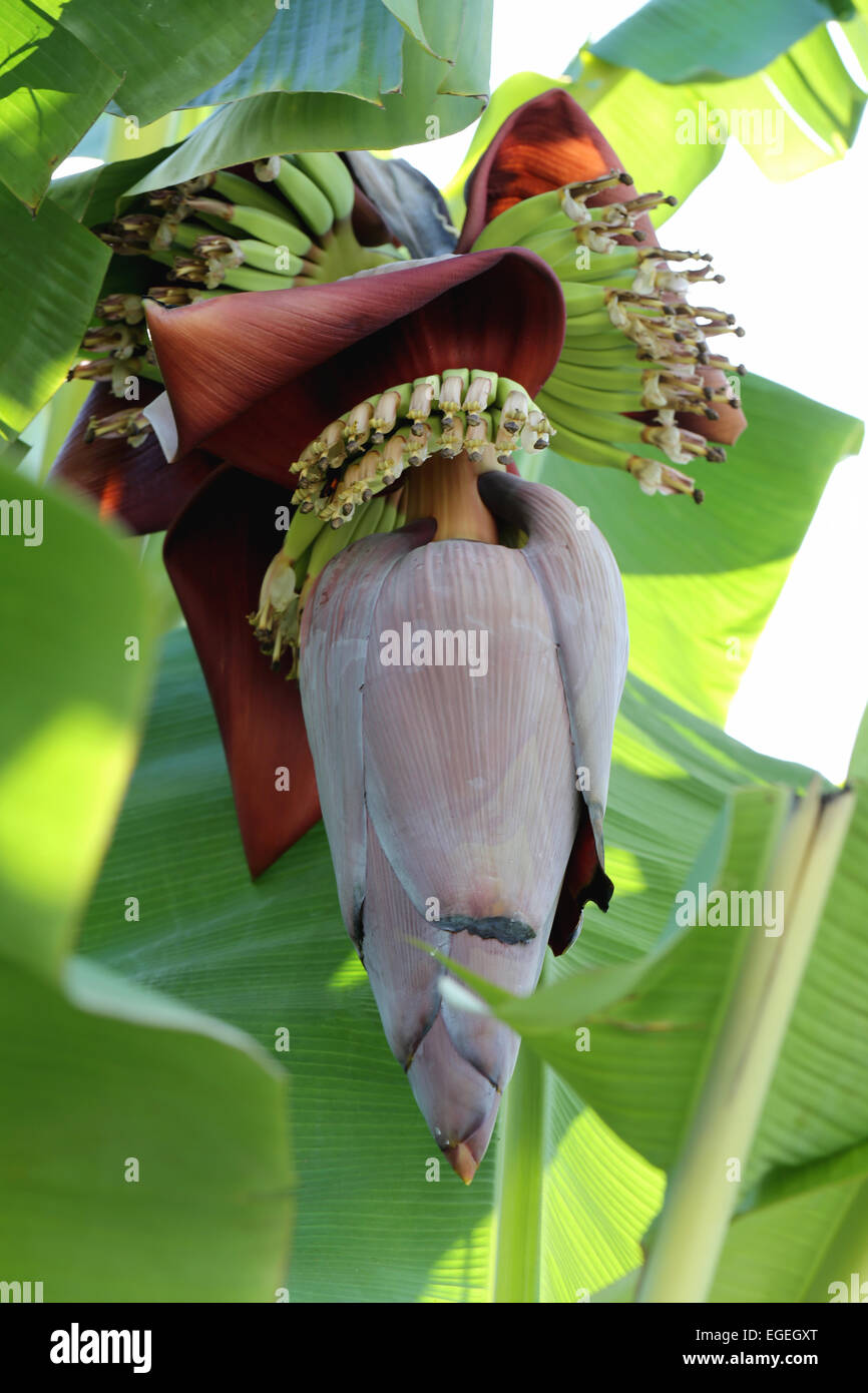 Le bananier Banque de photographies et d’images à haute résolution - Alamy