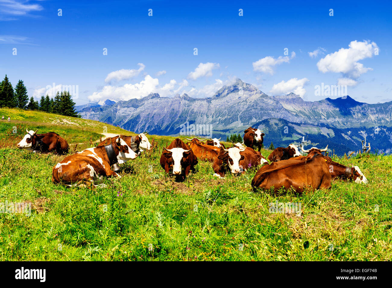 La vache, le farm animal dans les Alpes françaises, la race d'Abondance ...
