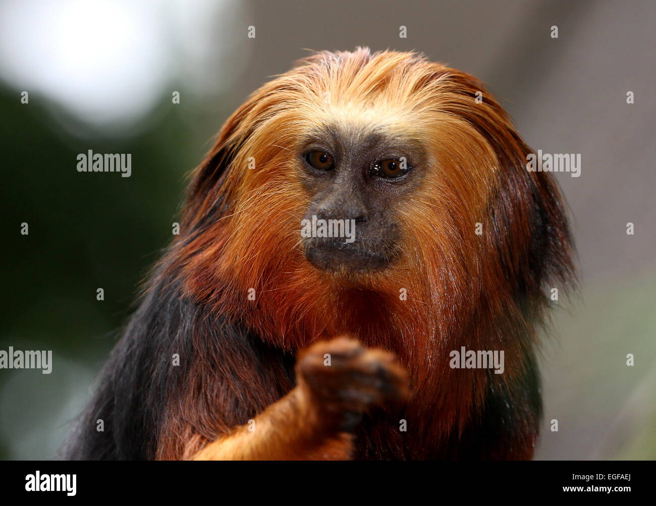 Tamarin lion a tete doree Banque de photographies et d’images à haute ...