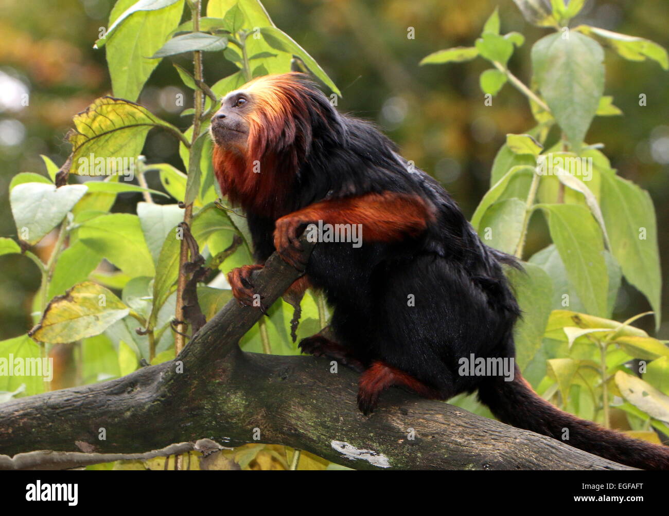 Lion singe Banque de photographies et d’images à haute résolution - Alamy