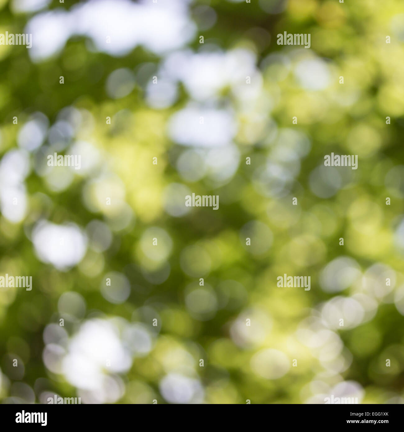 Flou vert Banque de photographies et d’images à haute résolution - Alamy