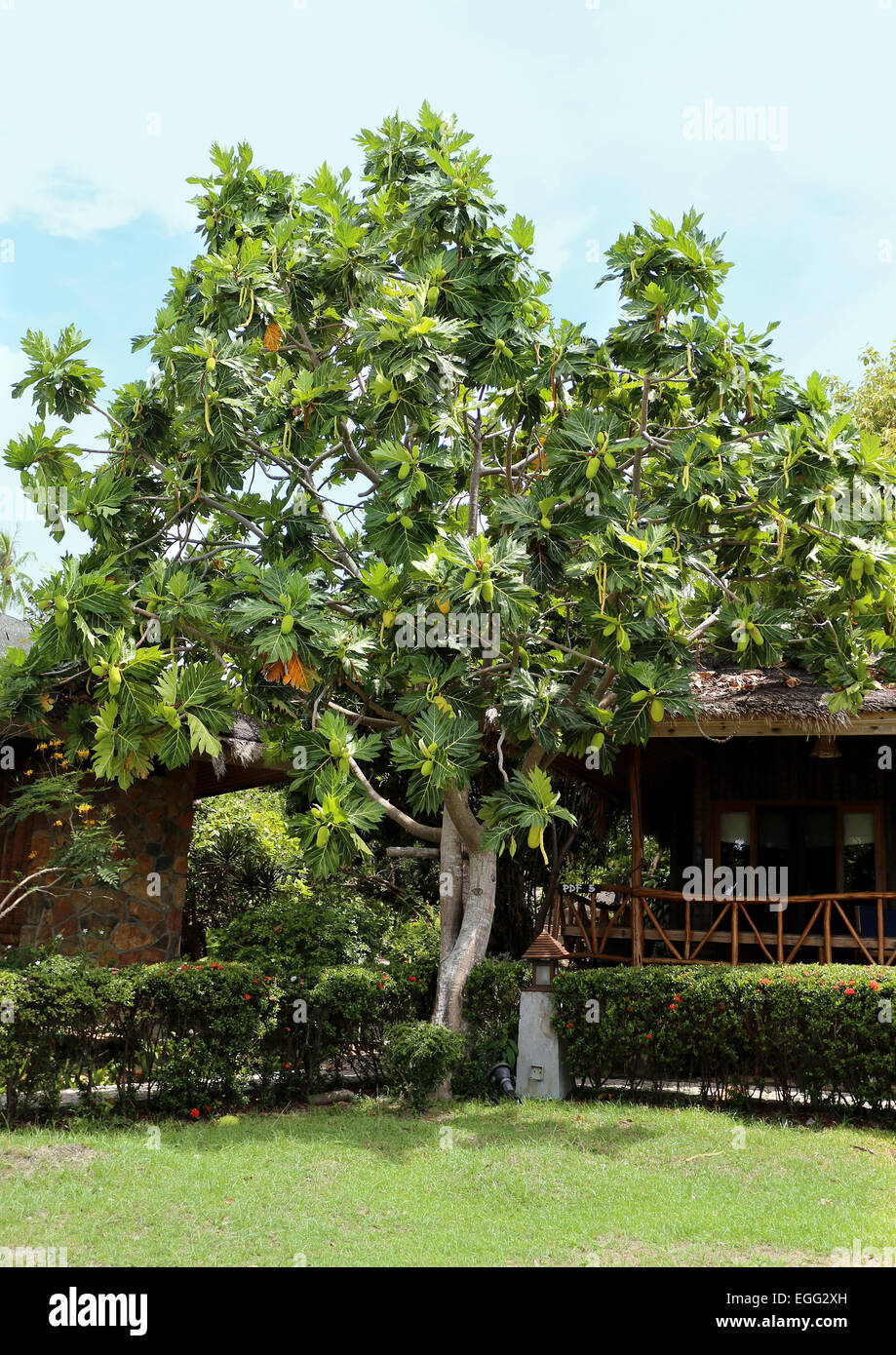 Arbre de dattes avec des fruits Banque de photographies et d’images à ...