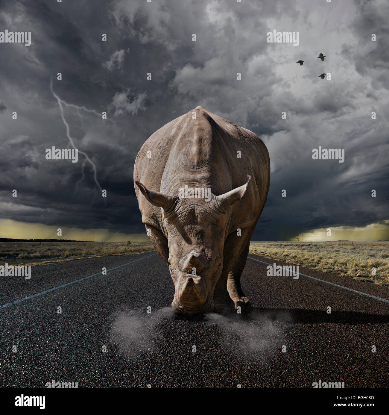 Rhino charge Banque de photographies et d’images à haute résolution - Alamy