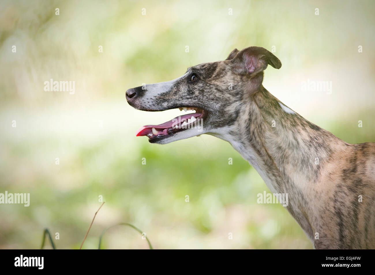 Whippet side view Banque de photographies et d’images à haute ...