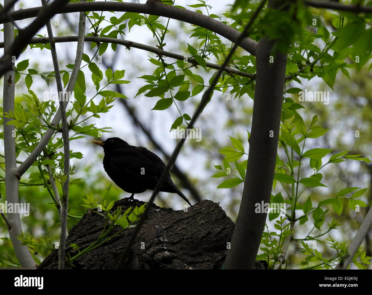 Turdus merula flying Banque de photographies et d’images à haute ...