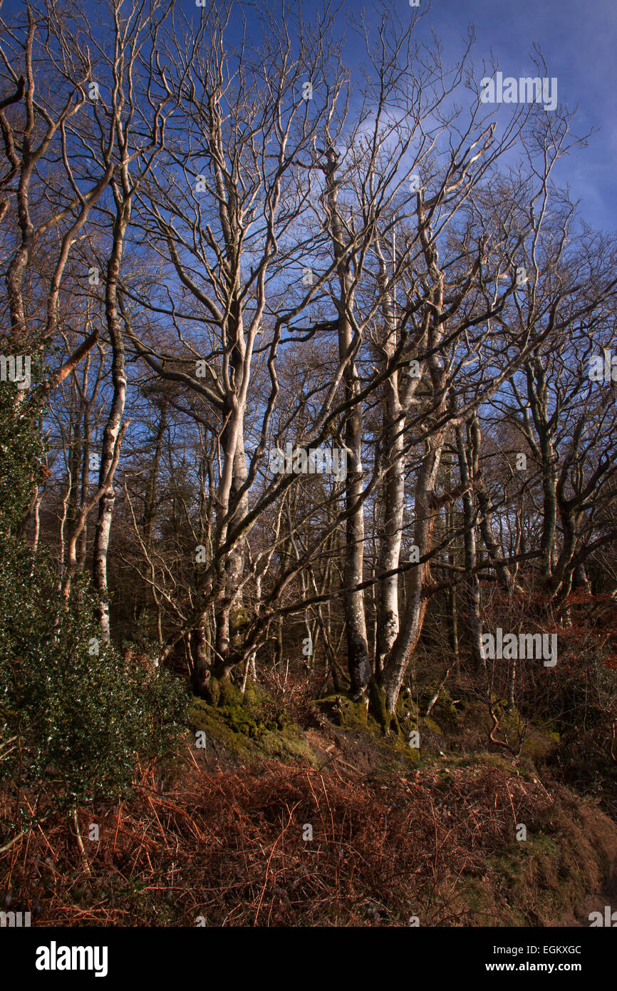 Mutters moor Banque de photographies et d’images à haute résolution - Alamy