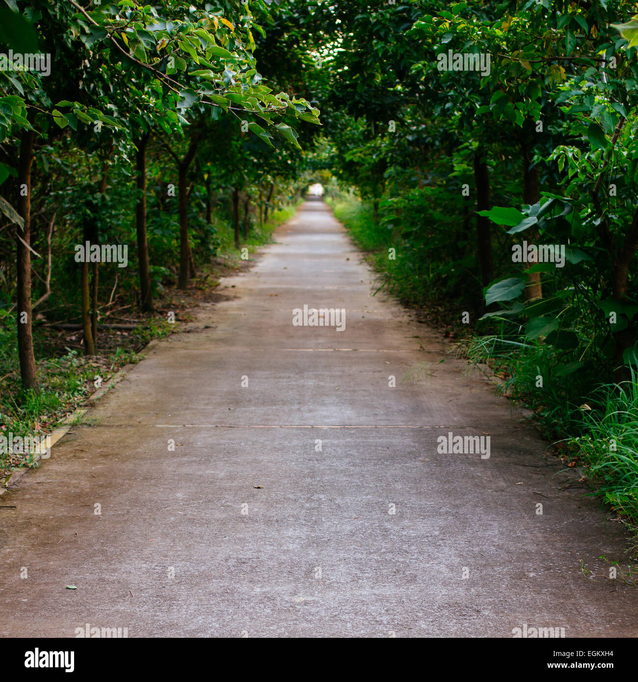 Chemin dans les bois Banque de photographies et d’images à haute ...