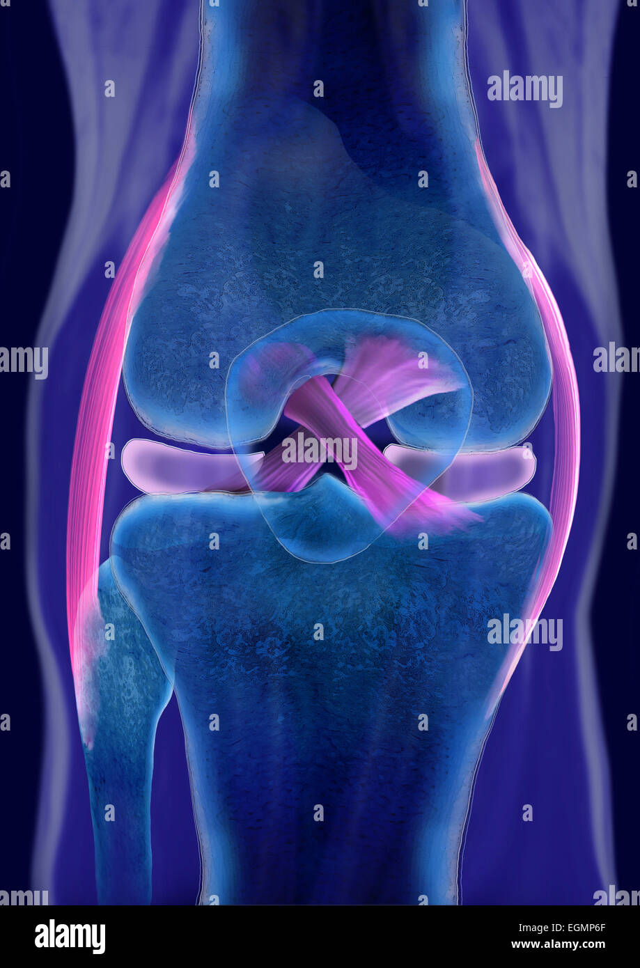 Le ligament croisé antérieur d'un genou sain, illustration Photo Stock ...