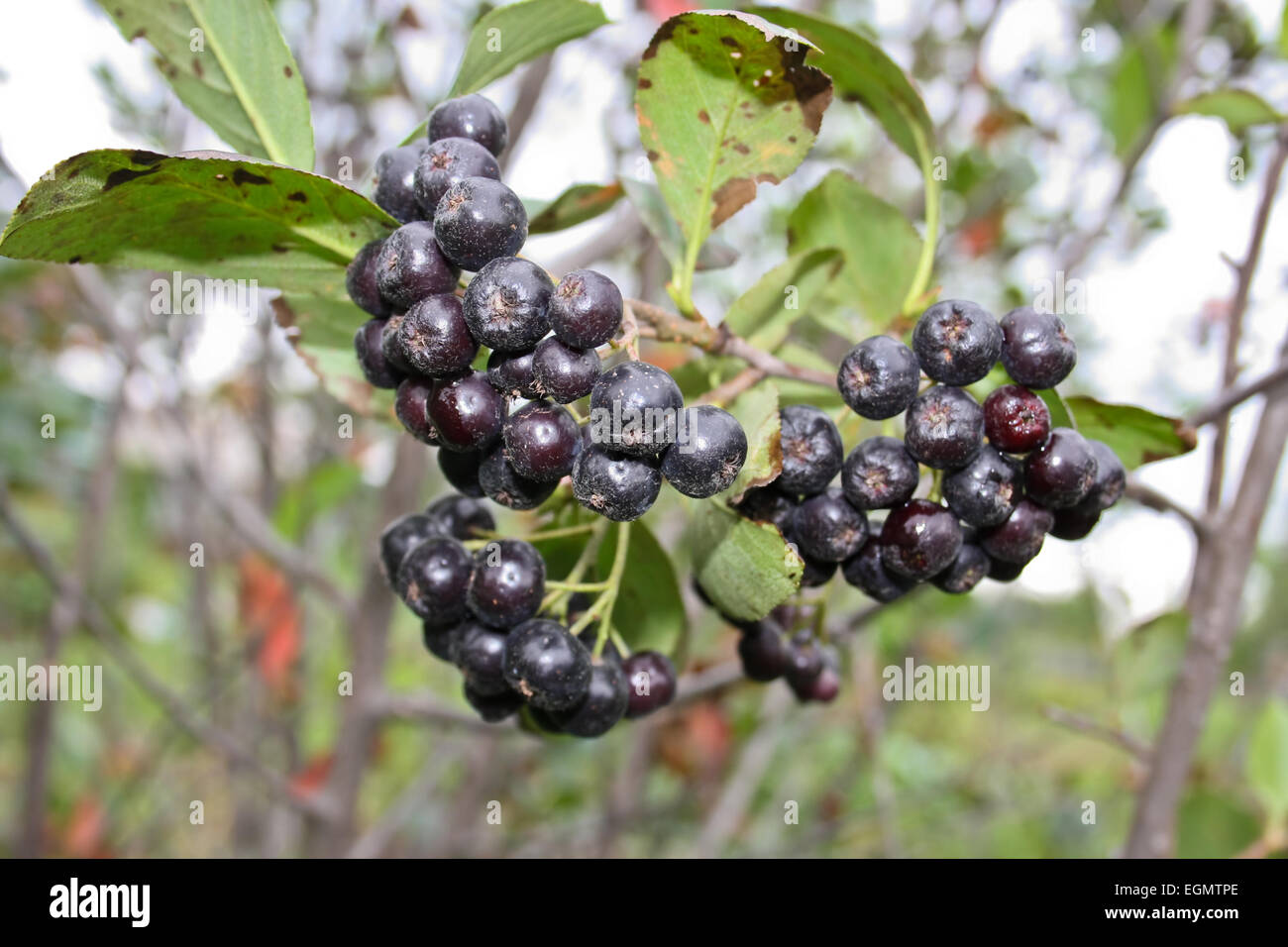Aronia melanocarpa Banque de photographies et d’images à haute ...