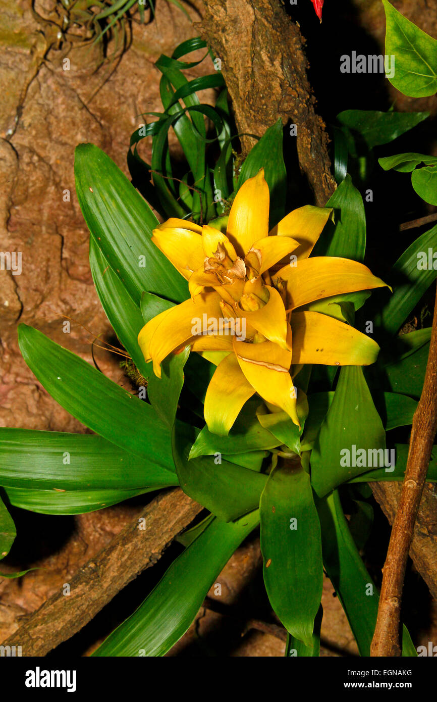 Bromelia jaune Banque de photographies et d’images à haute résolution ...
