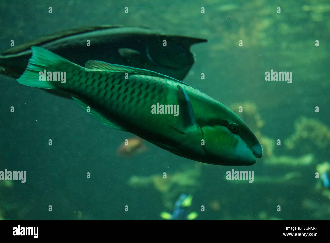Poisson perroquet bleu Banque de photographies et d’images à haute ...