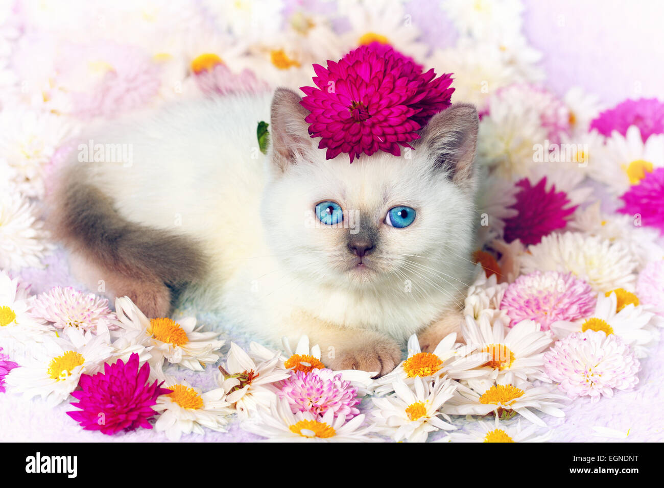 Cute baby siamese cat Banque de photographies et d’images à haute résolution - Alamy