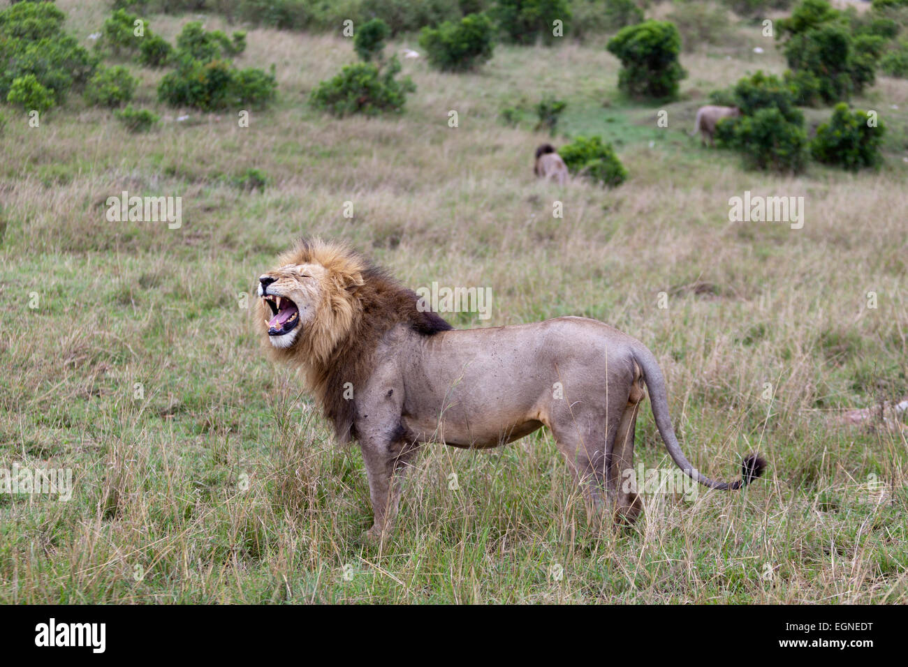 Le Lion Rugissant Banque d'image et photos - Alamy