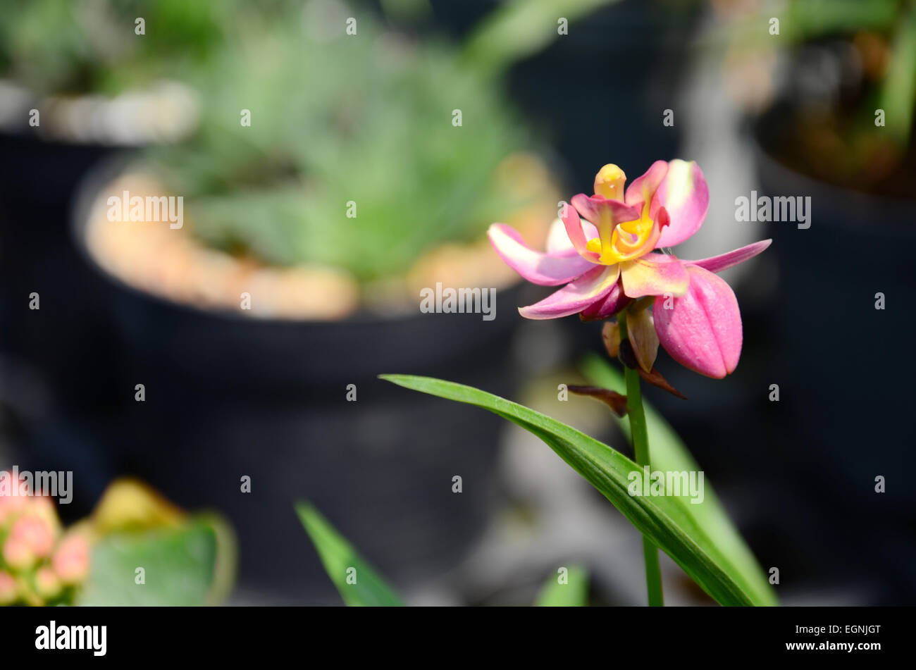 Lignum vitae guaiacum officinale Banque de photographies et d’images à ...