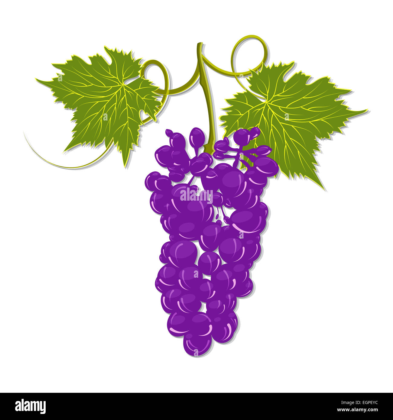 Grape Plant Draw Bunch Banque d'image et photos - Alamy