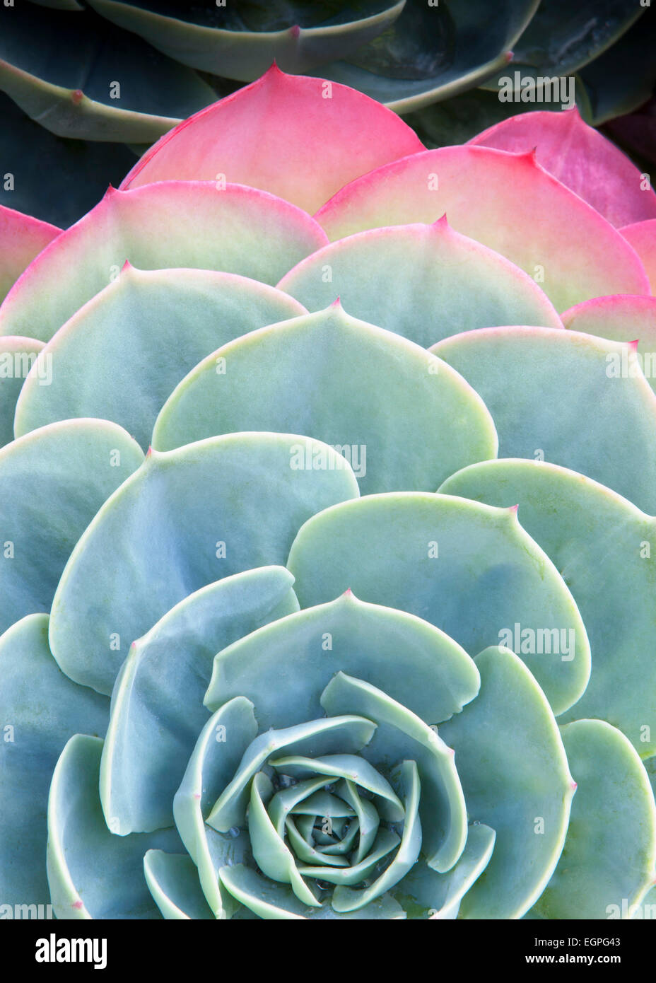 Echeveria glauca Banque de photographies et d’images à haute résolution - Alamy
