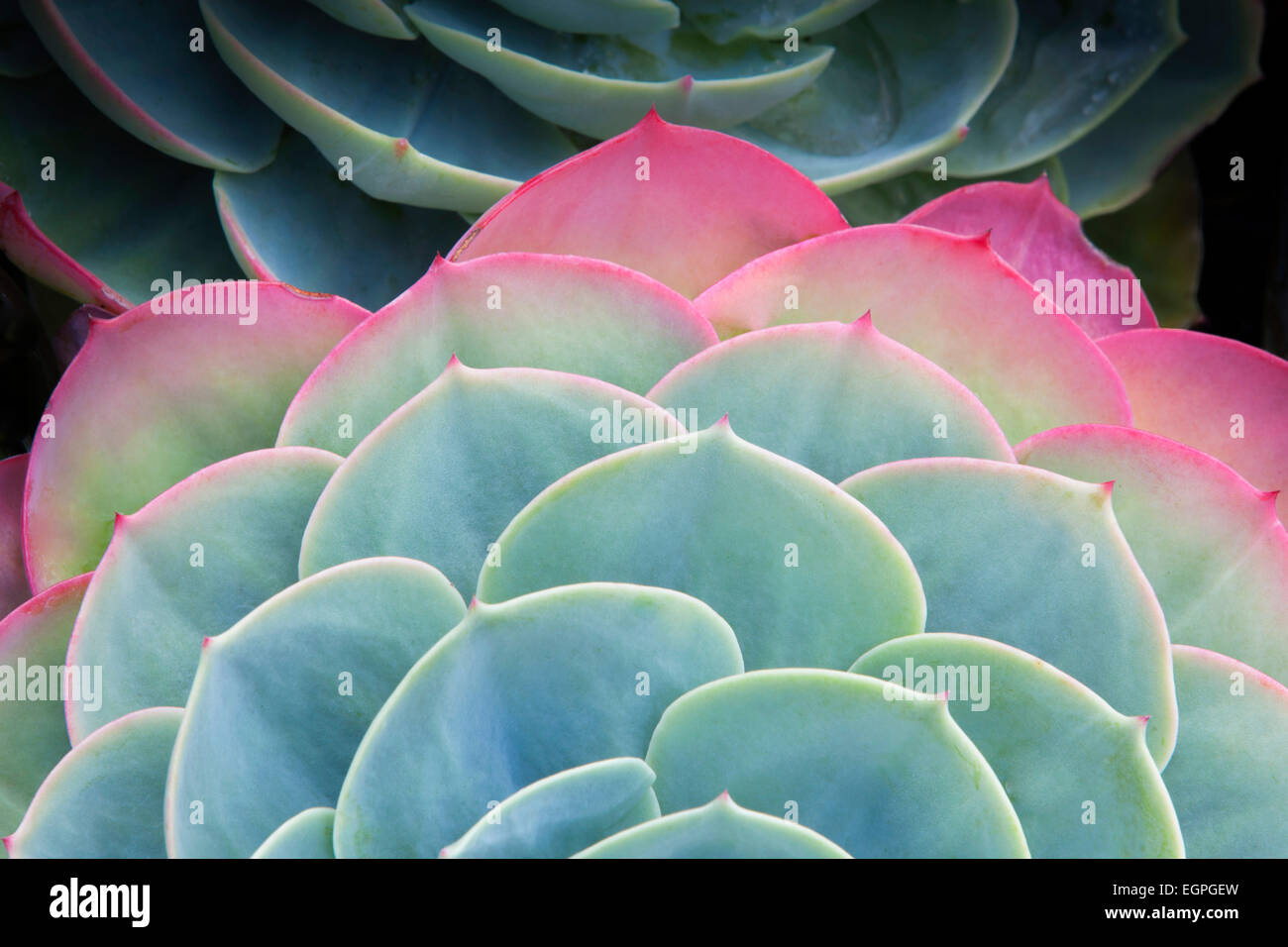 Echeveria glauca Banque de photographies et d’images à haute résolution - Alamy