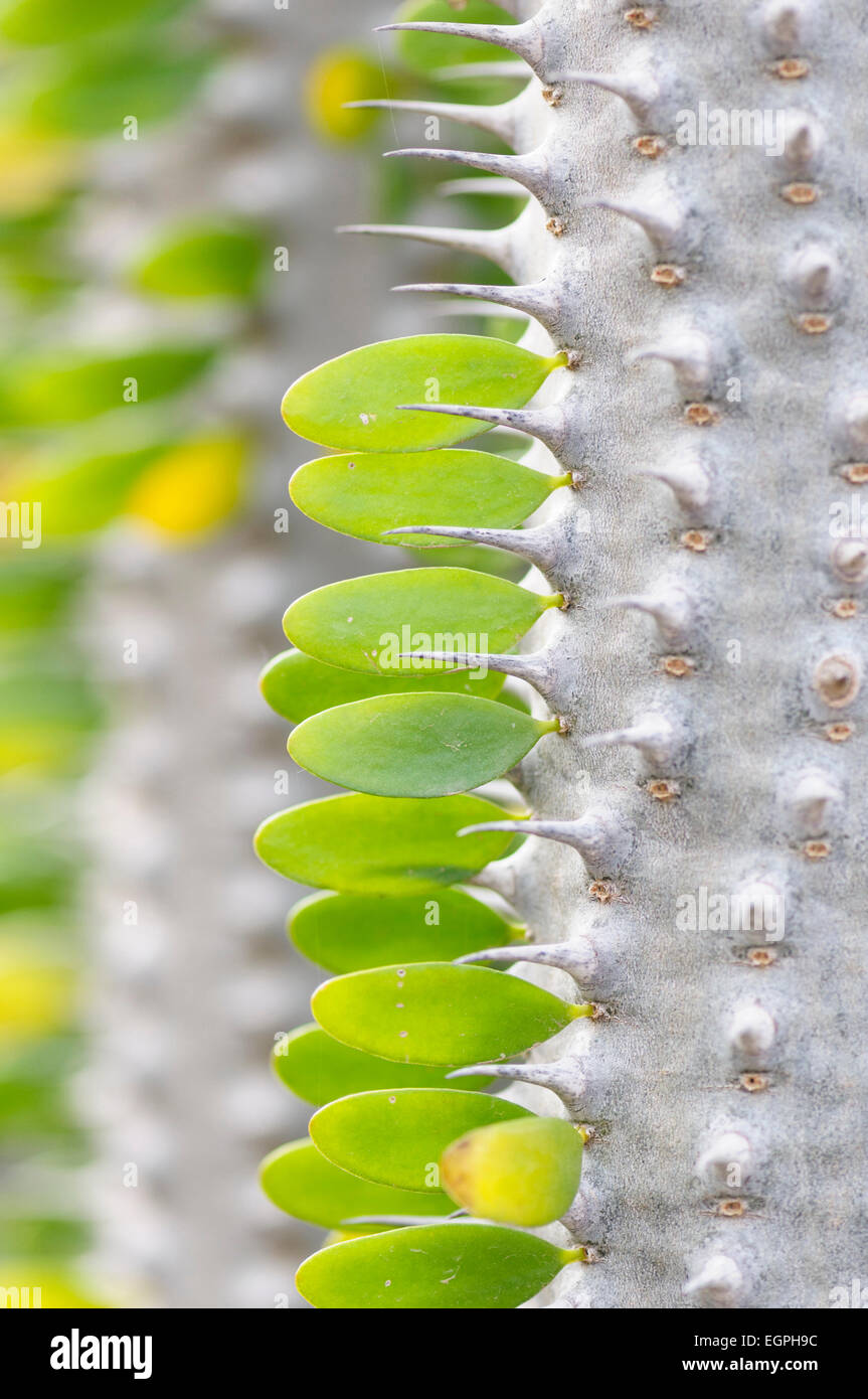 Tige ligneuse Banque de photographies et d’images à haute résolution ...