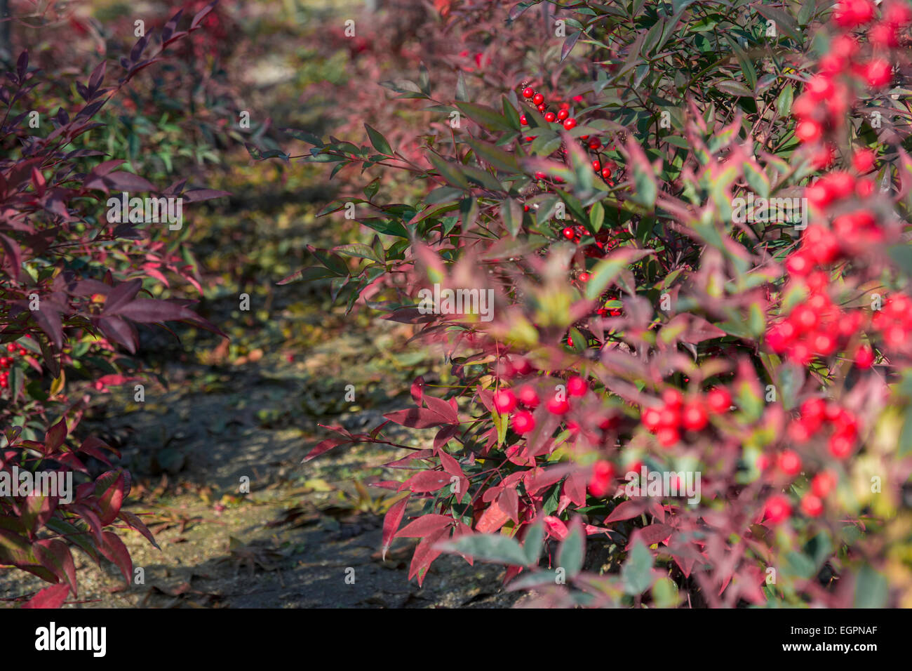 Fruits rouges d'automne Banque de photographies et d’images à haute ...