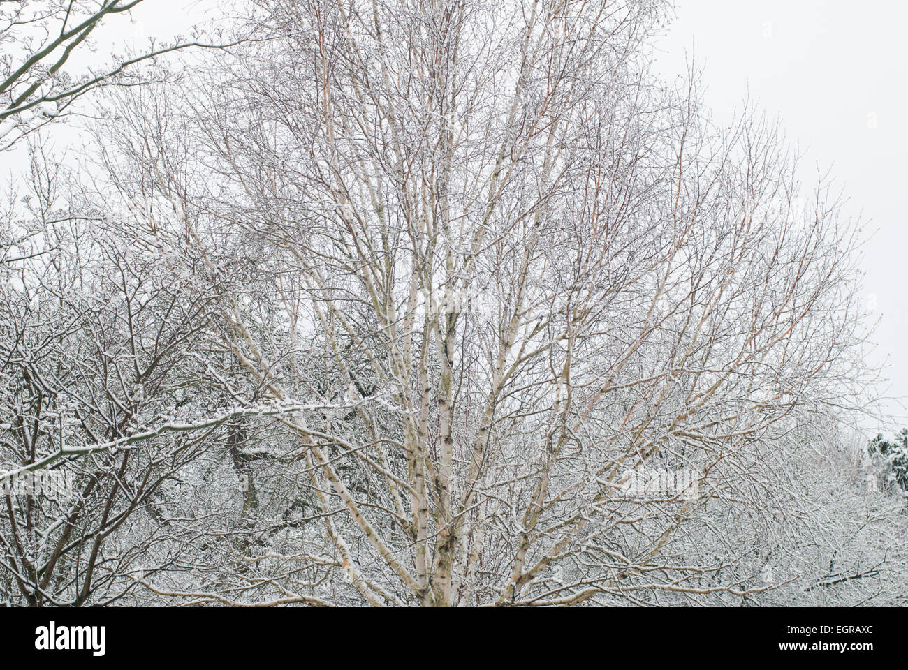 Neige sur les branches des arbres Banque de photographies et d’images à ...