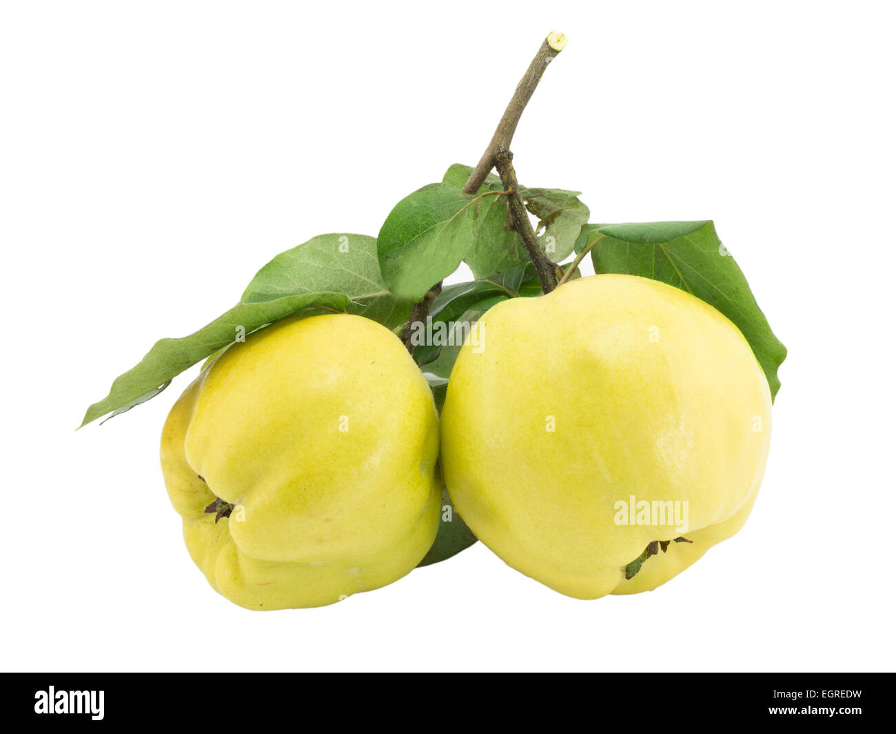 Pomme coing Banque de photographies et d’images à haute résolution - Alamy