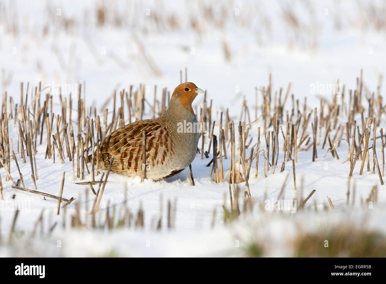 La Perdrix grise Perdix perdix, homme dans la neige a couvert la chaume ...