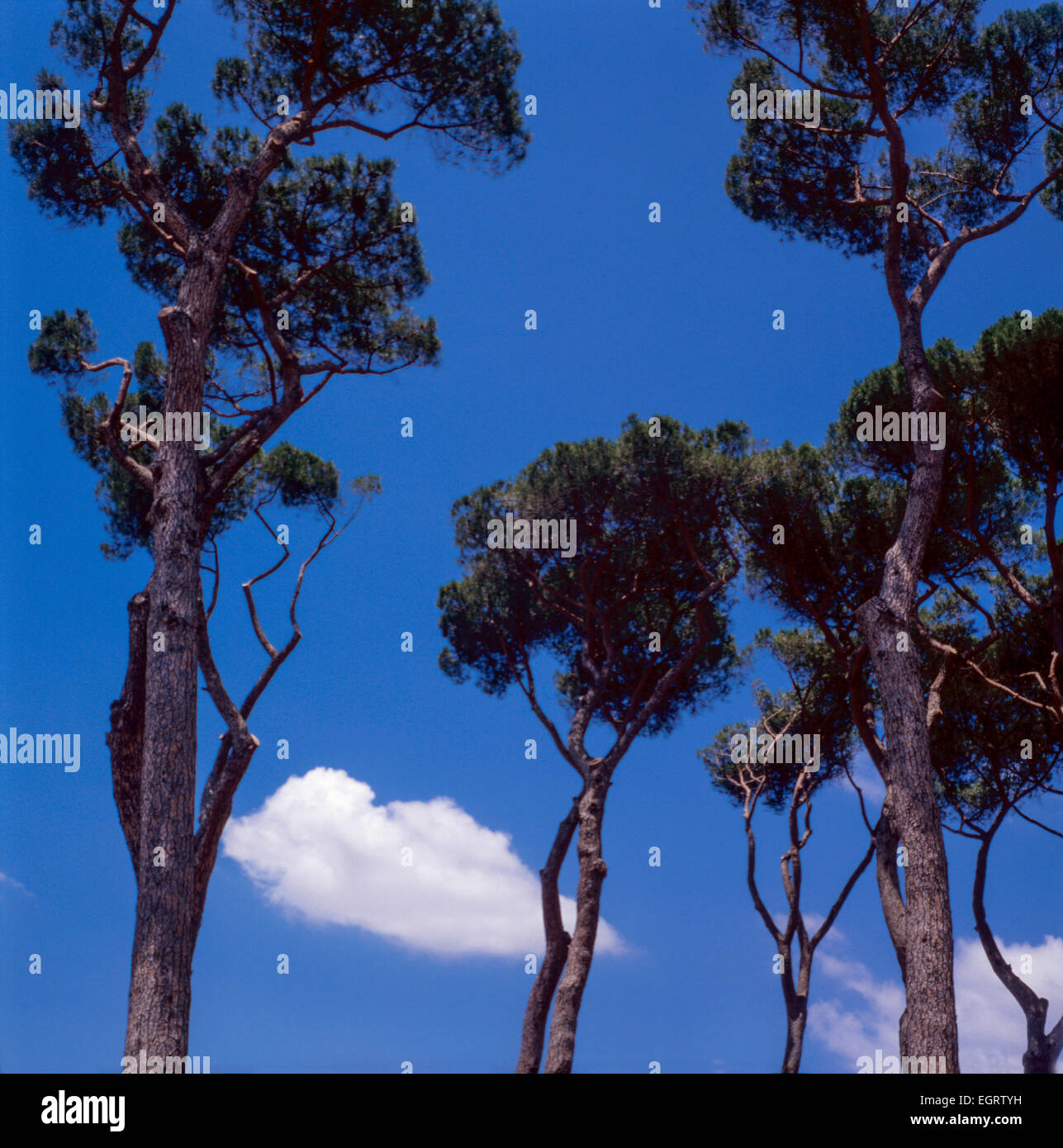 Pin pin pinea Banque de photographies et d’images à haute résolution ...