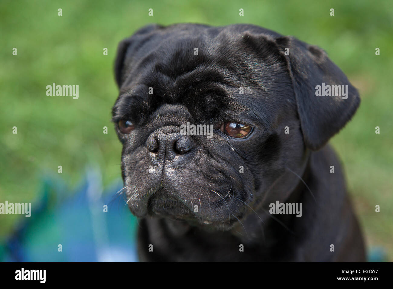 Carlin noir Banque de photographies et d’images à haute résolution - Alamy