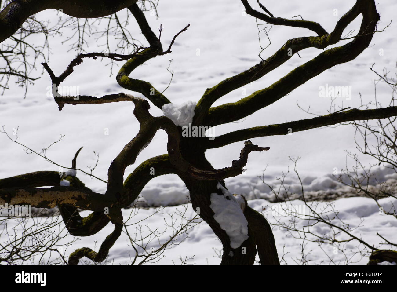 Arbre tortueux Banque de photographies et d’images à haute résolution ...