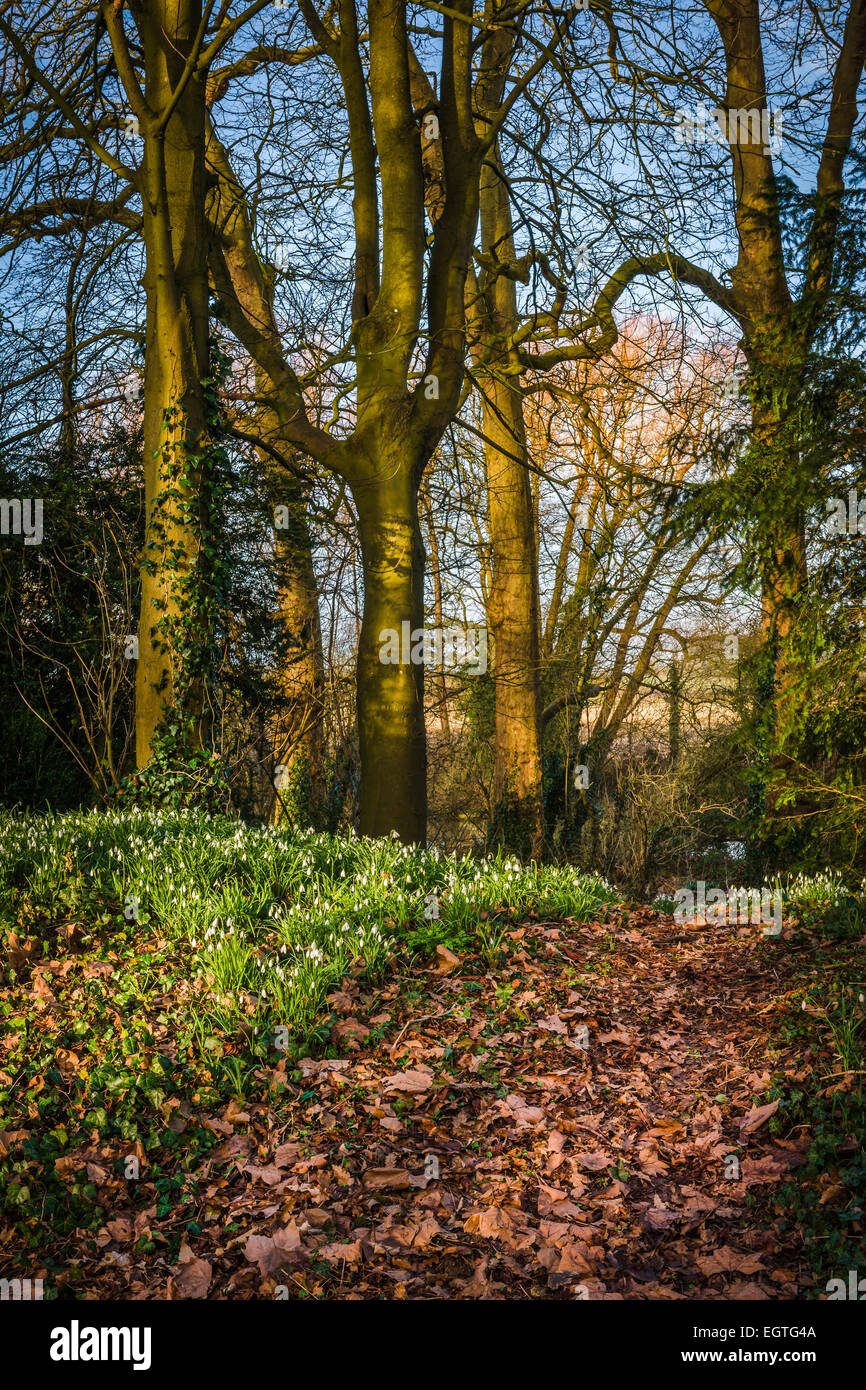 Bois joli Banque de photographies et d’images à haute résolution - Alamy