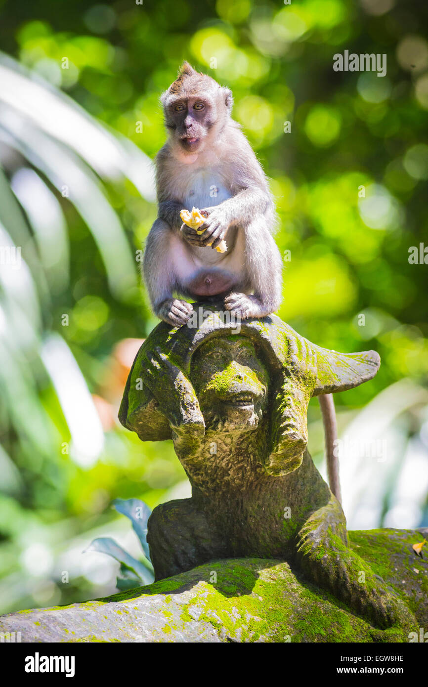 La forêt des singes sacrés au singe, Ubud, Bali, Indonésie Photo Stock ...