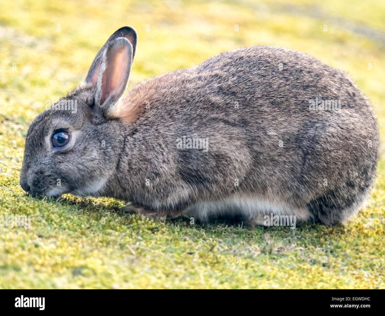 Lapin sauvage mange de l'herbe dans la nature Photo Stock - Alamy